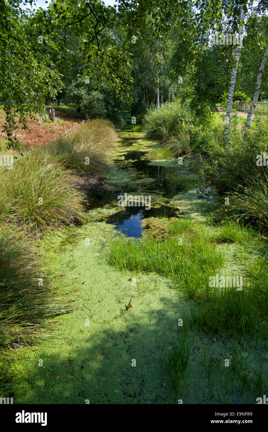 Moor landscape with plants Stock Photo - Alamy
