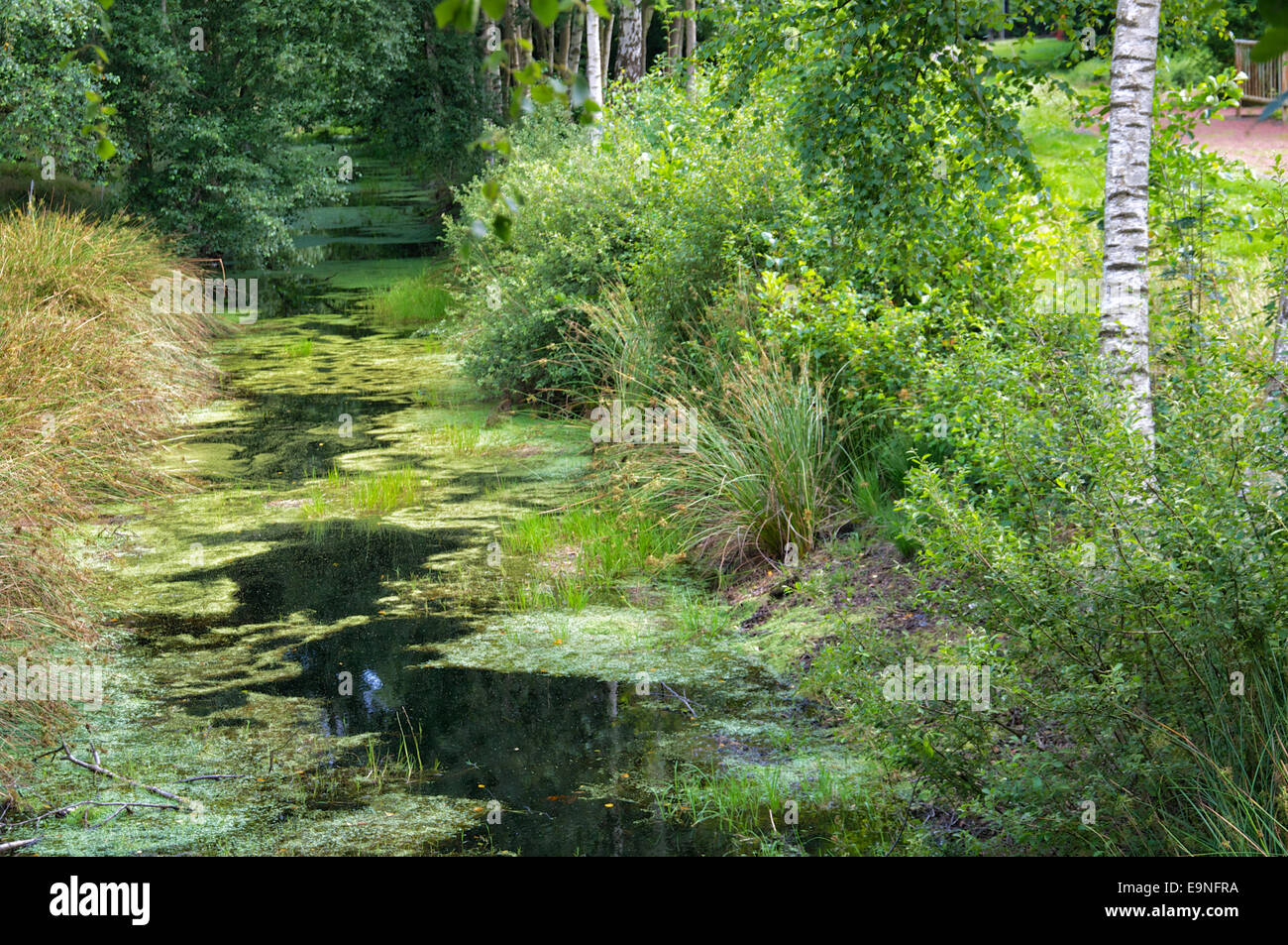 Moor landscape with plants Stock Photo - Alamy