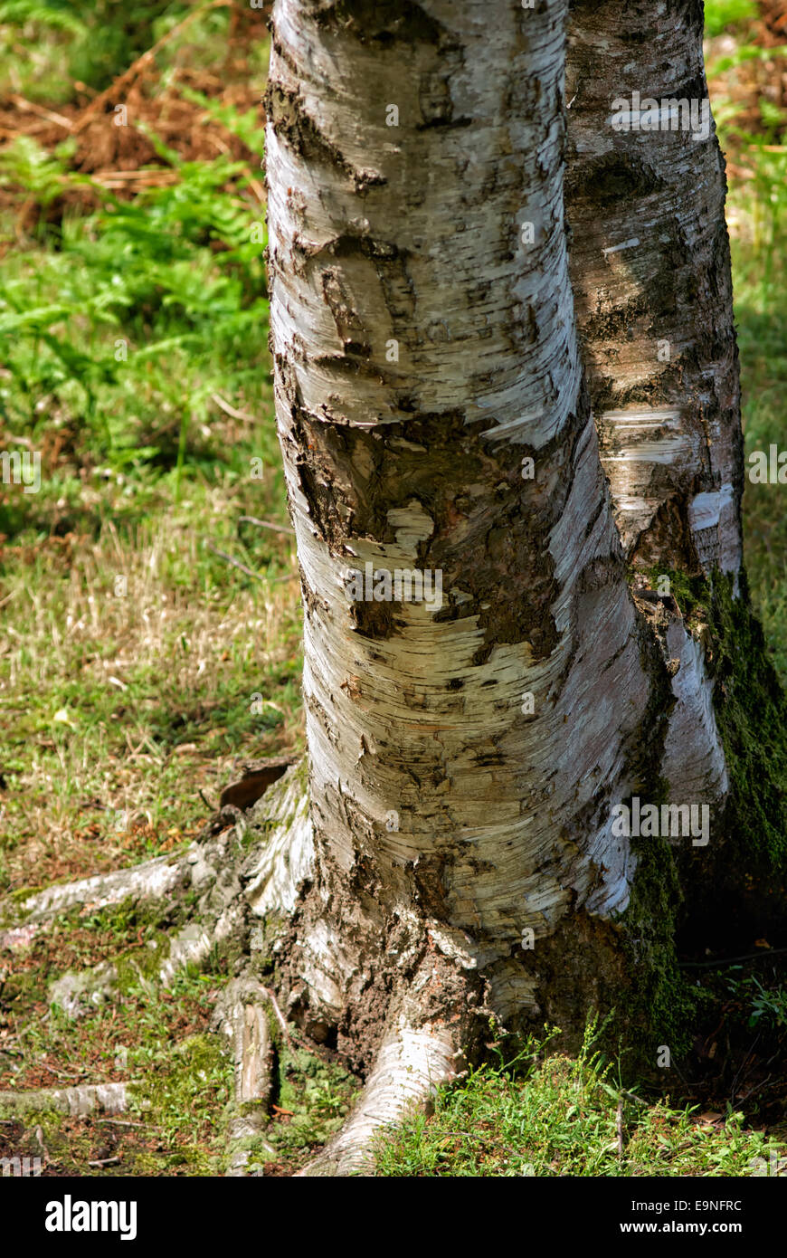 Moor landscape with plants Stock Photo - Alamy