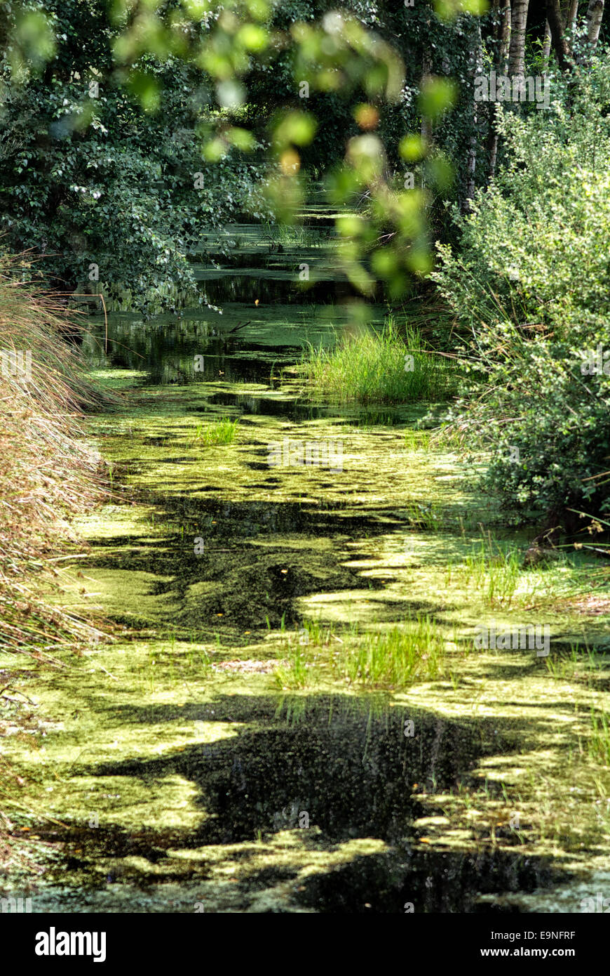Moor landscape with plants Stock Photo - Alamy