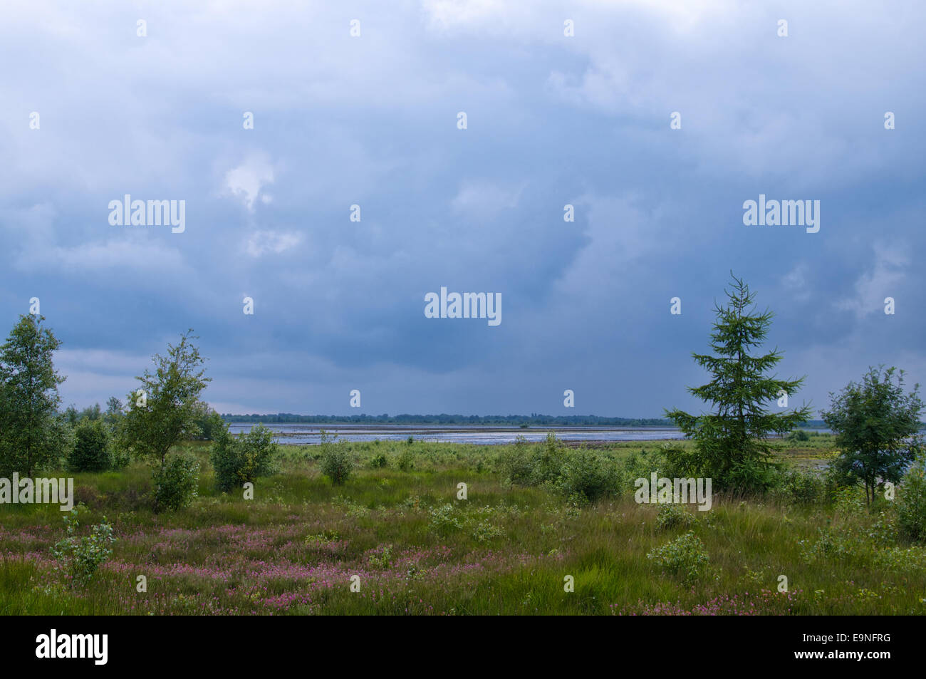 Moor landscape with plants Stock Photo - Alamy