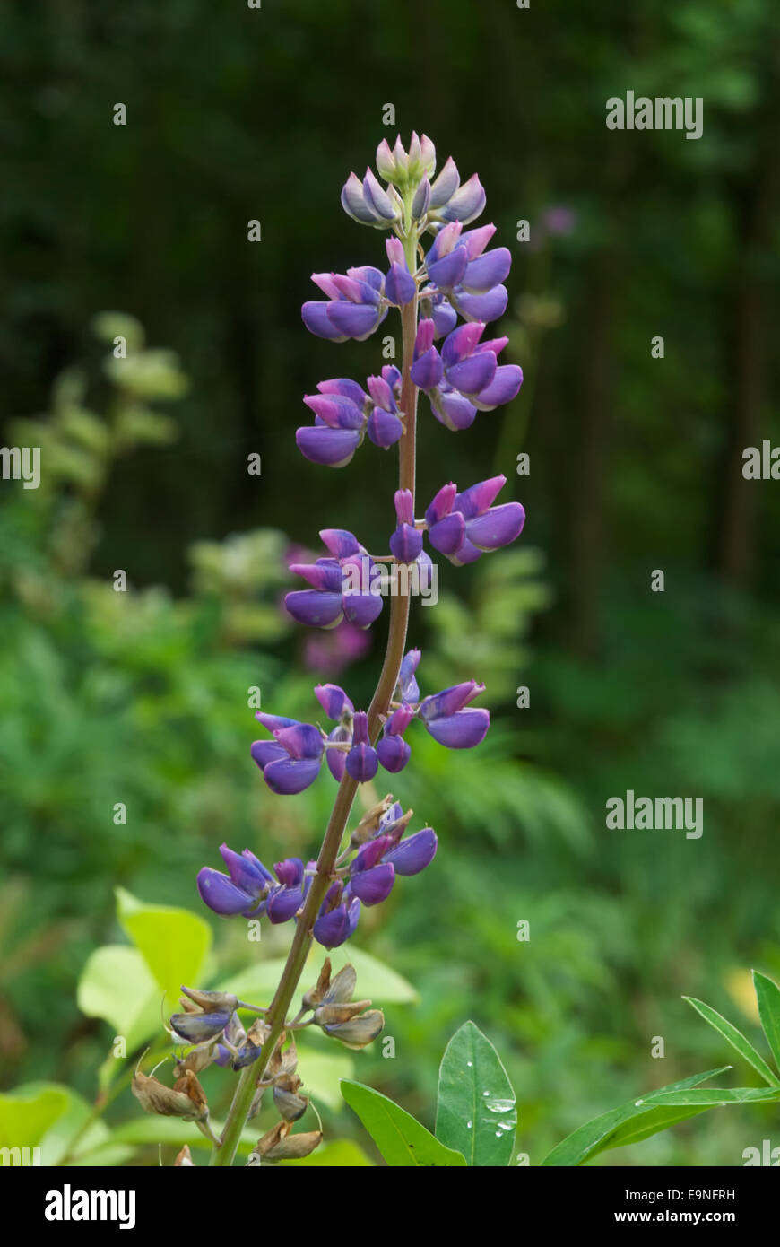 Moor landscape with plants Stock Photo - Alamy