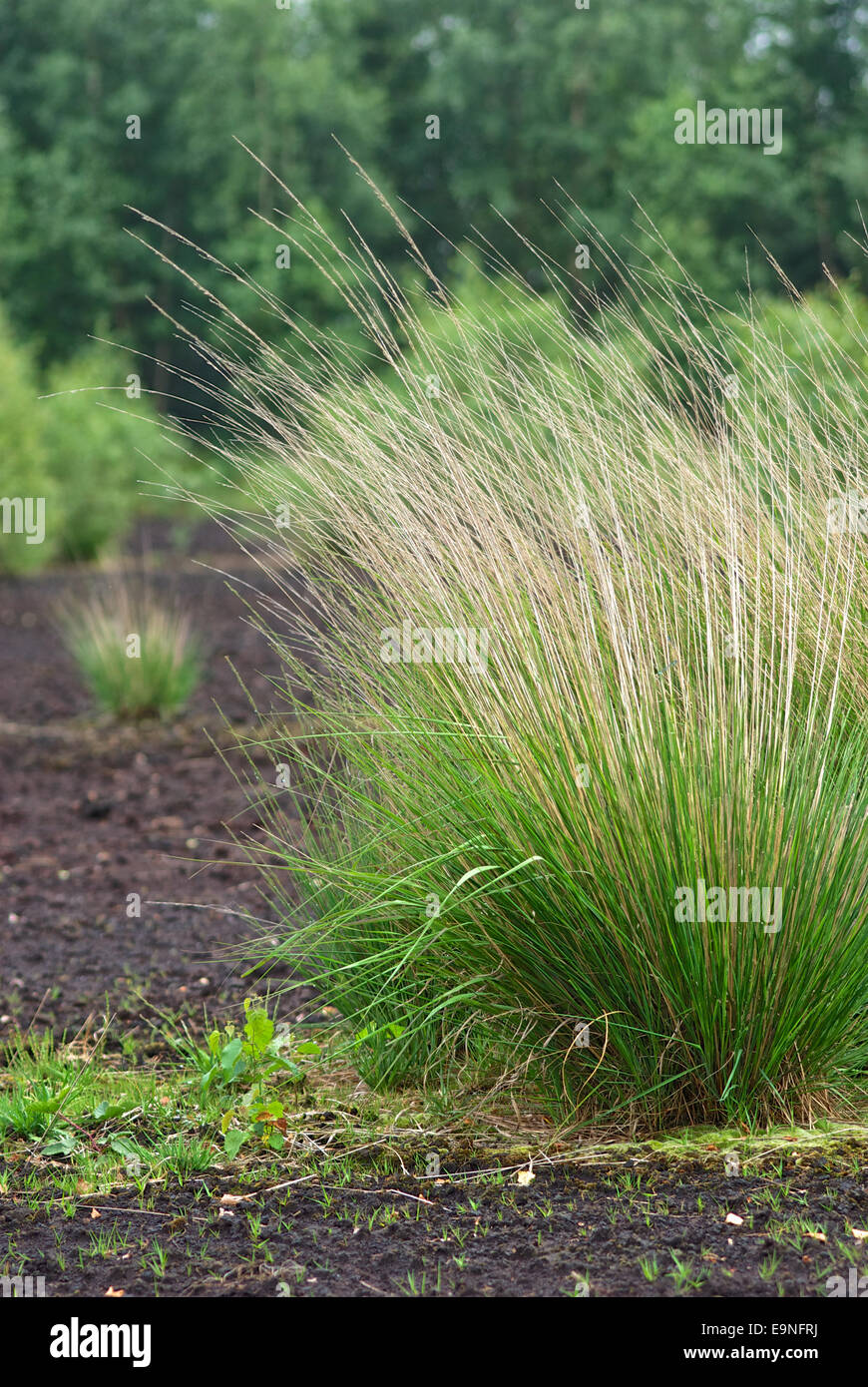 Moor landscape with plants Stock Photo - Alamy