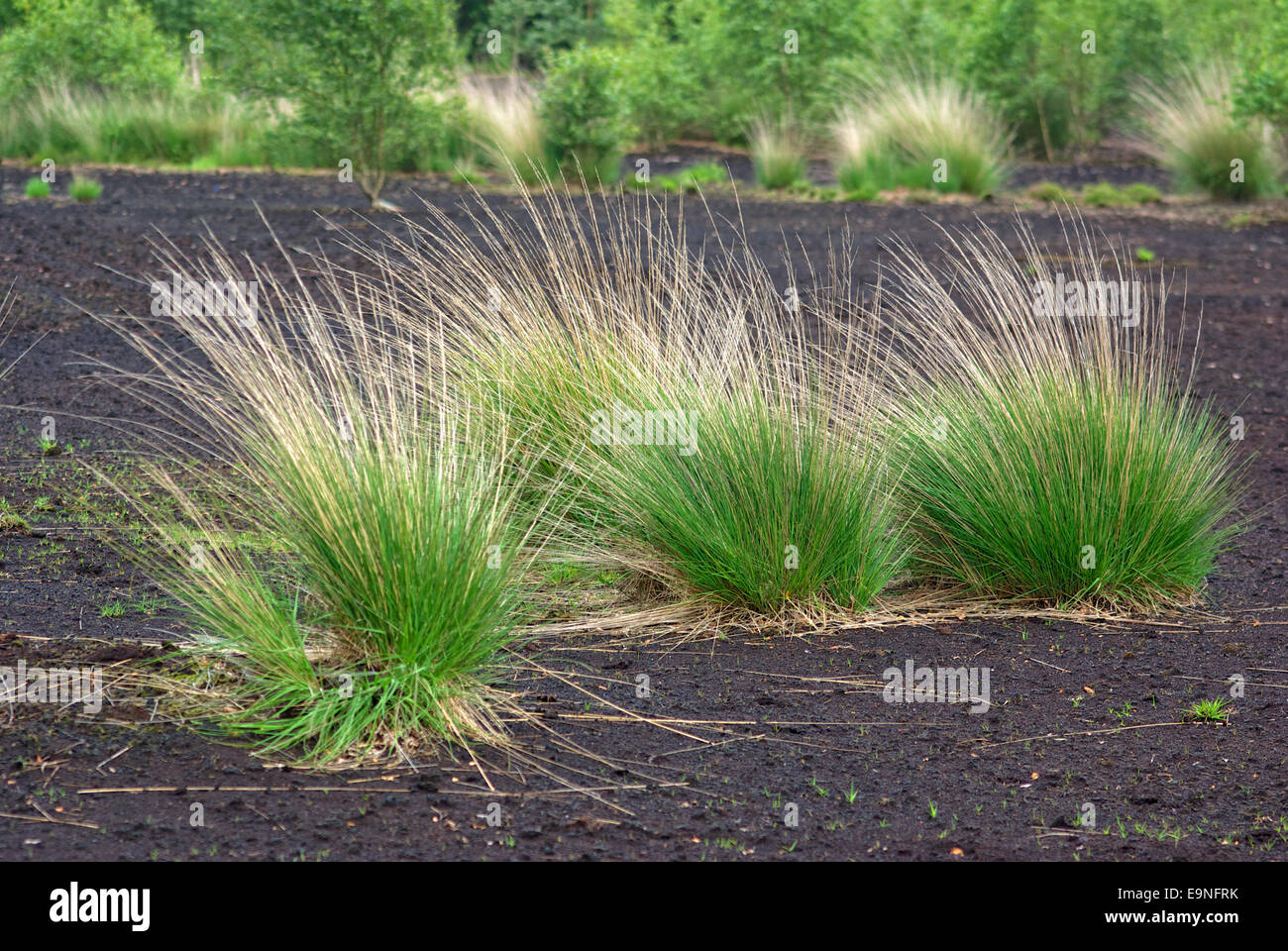 Moor landscape with plants Stock Photo - Alamy