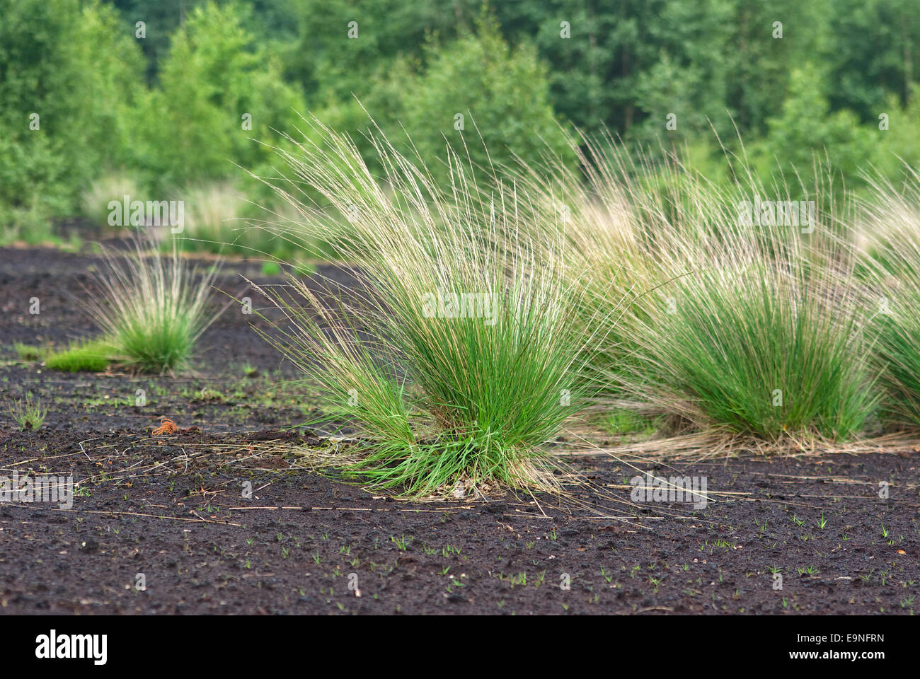 Moor landscape with plants Stock Photo - Alamy