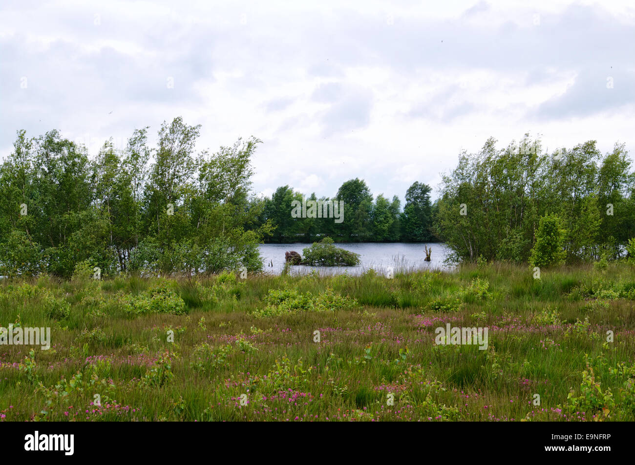 Moor landscape with plants Stock Photo - Alamy