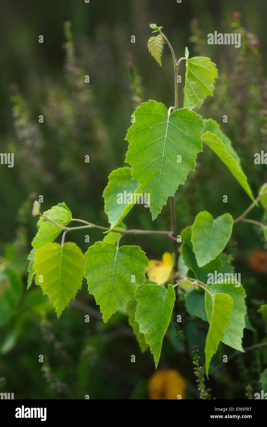 Moor landscape with plants Stock Photo - Alamy