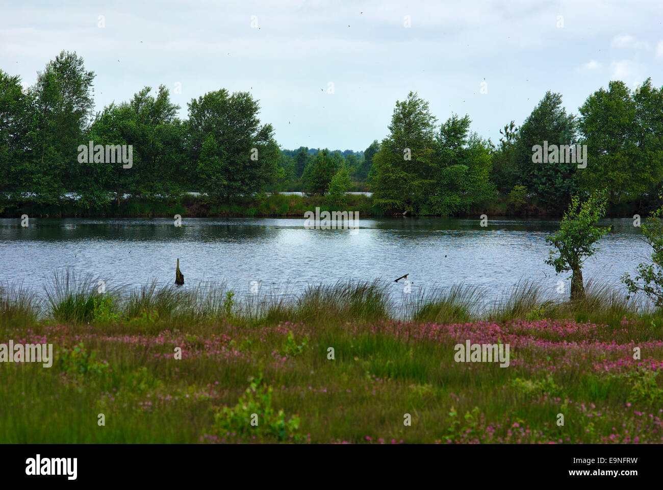 Moor landscape with plants Stock Photo - Alamy