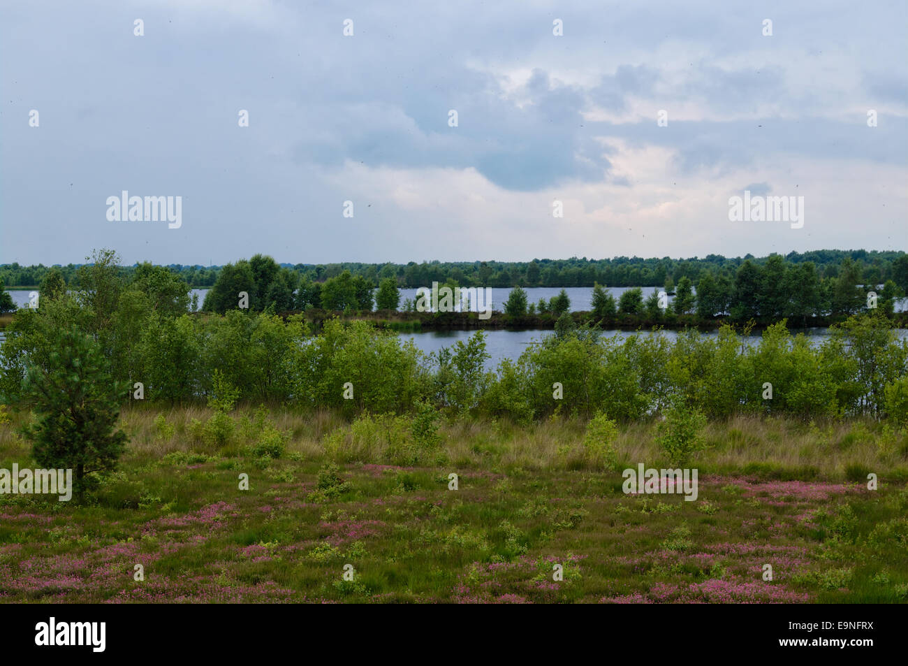 Moor landscape hi-res stock photography and images - Alamy