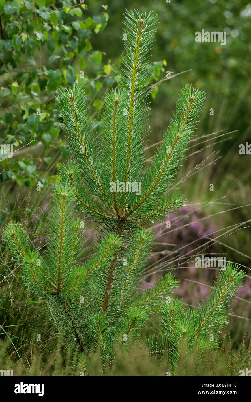 Moor landscape with plants Stock Photo - Alamy