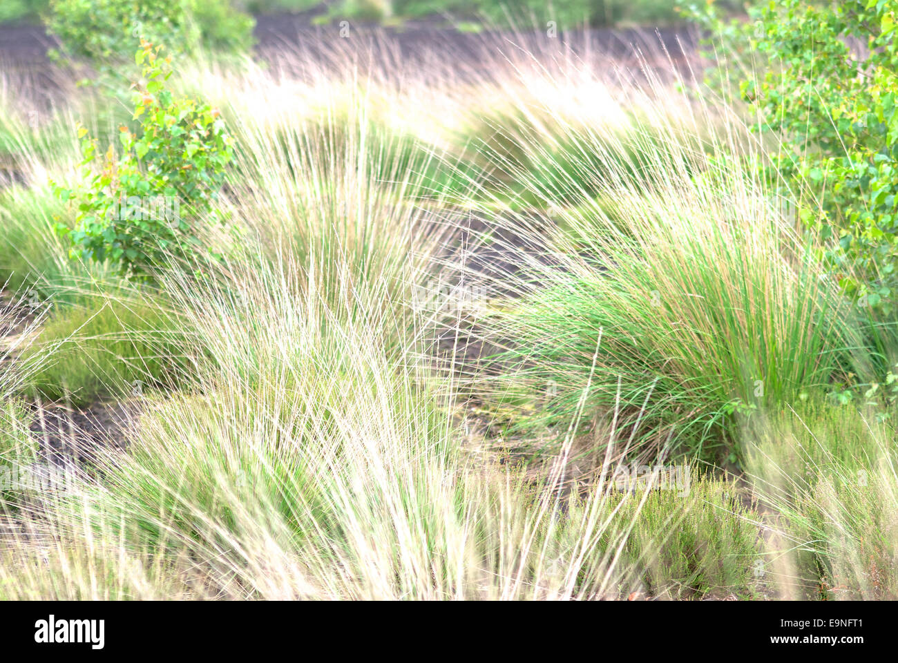 Moor landscape with plants Stock Photo - Alamy