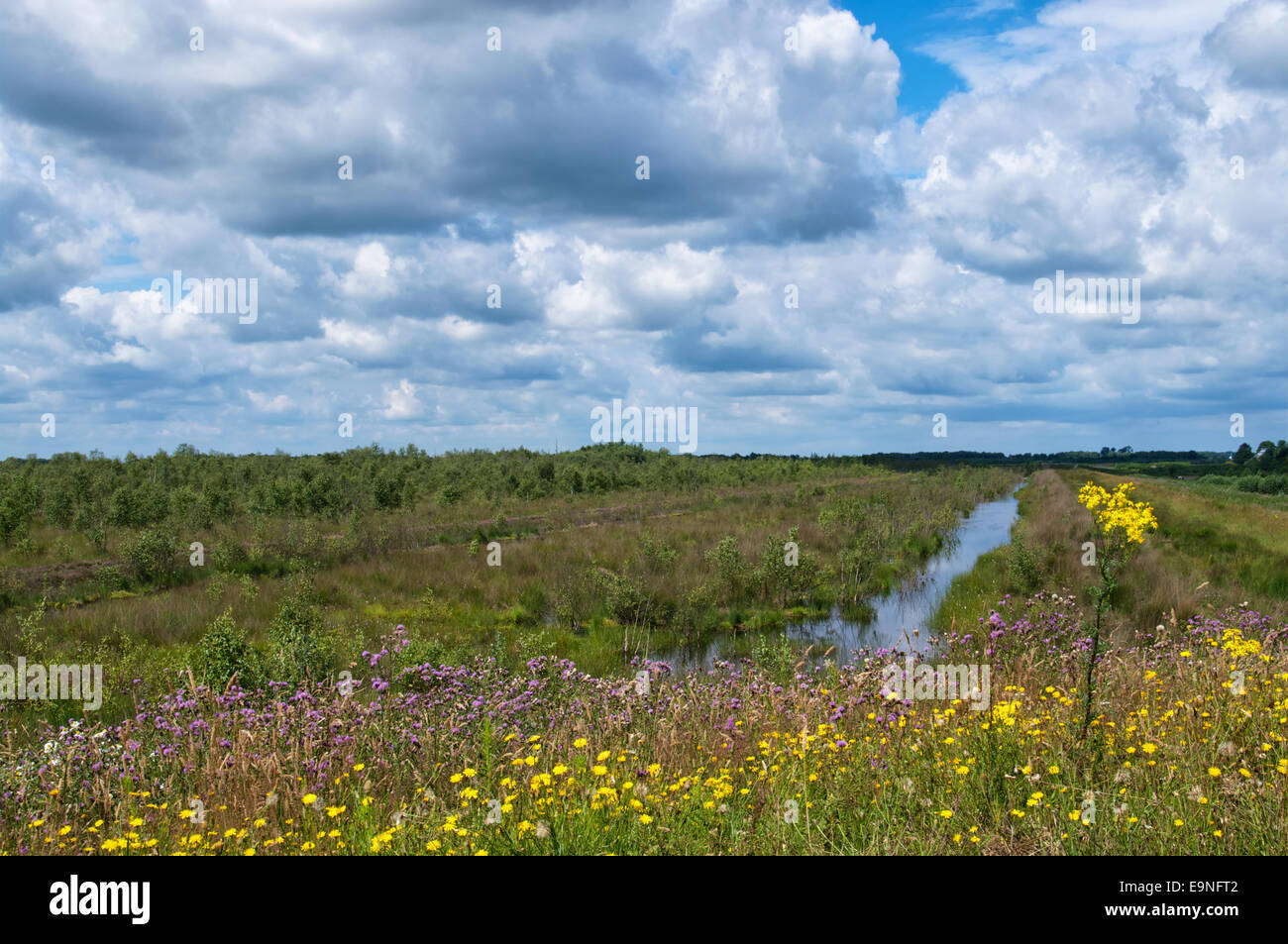 Moor landscape with plants Stock Photo - Alamy
