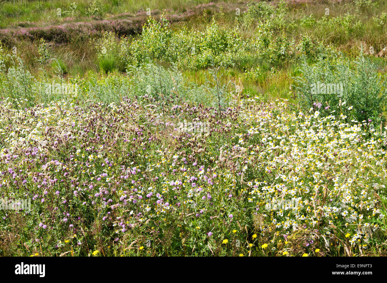Moor landscape with plants Stock Photo - Alamy