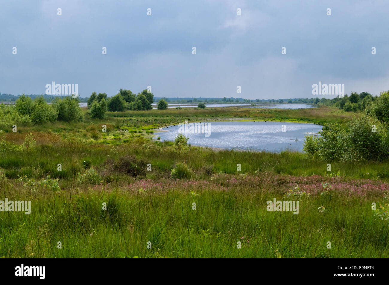 Moor landscape with plants Stock Photo - Alamy