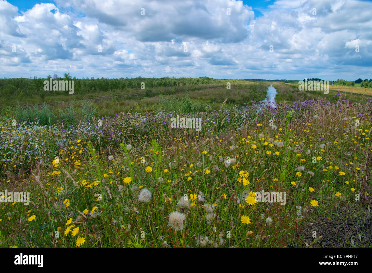 Moor landscape with plants Stock Photo - Alamy