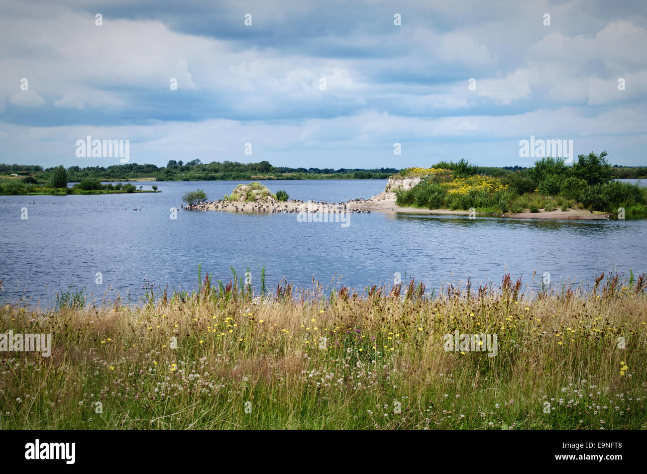 Moor landscape with plants Stock Photo - Alamy