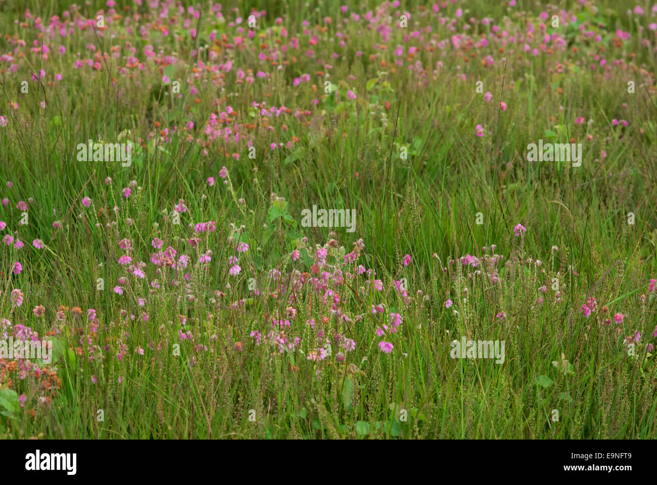 Moor landscape with plants Stock Photo - Alamy