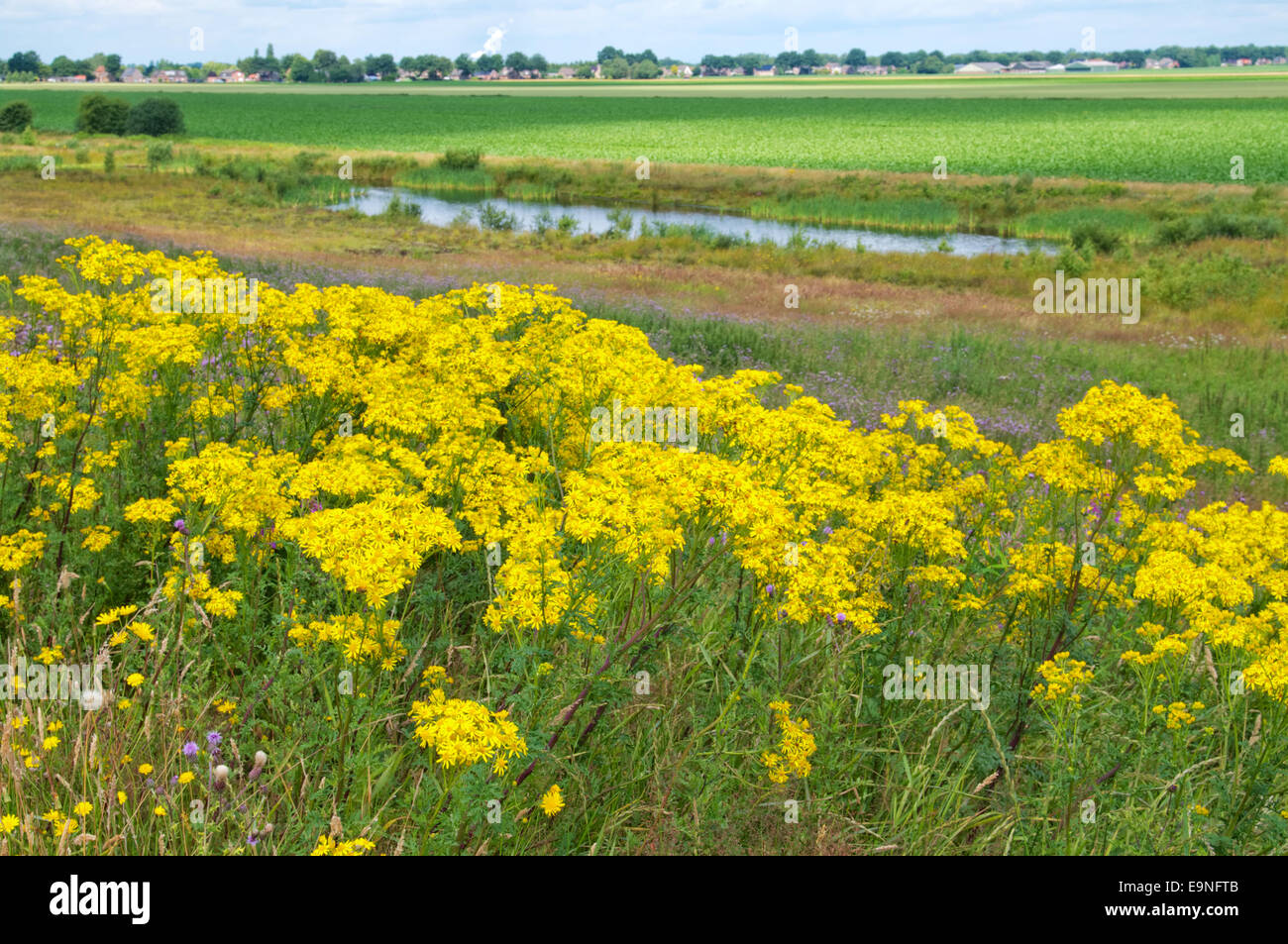 Moor landscape with plants Stock Photo - Alamy
