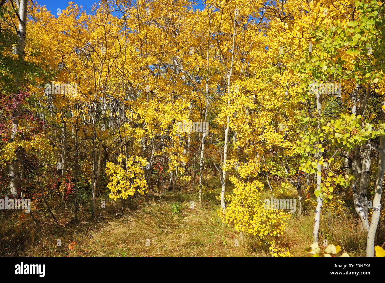 Mellow yellow hi-res stock photography and images - Alamy