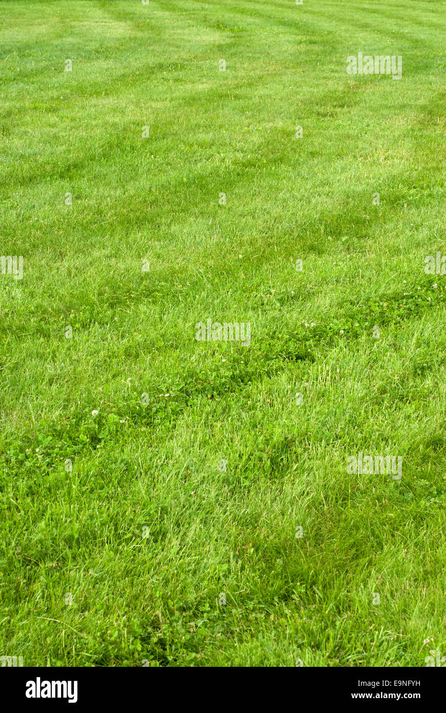 green grass background with stripes Stock Photo - Alamy