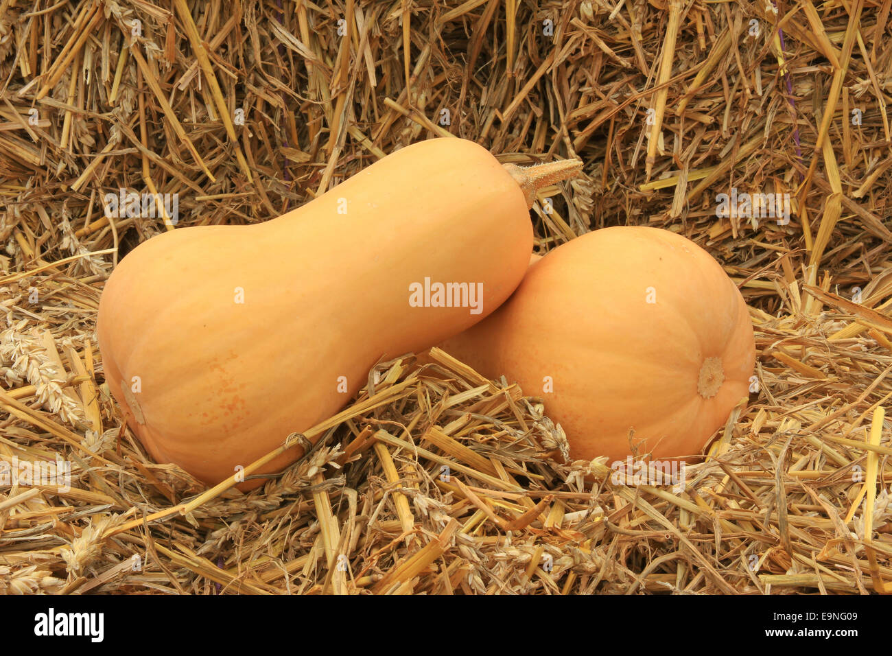 Butternut pumpkins (Cucurbita moschata Stock Photo - Alamy