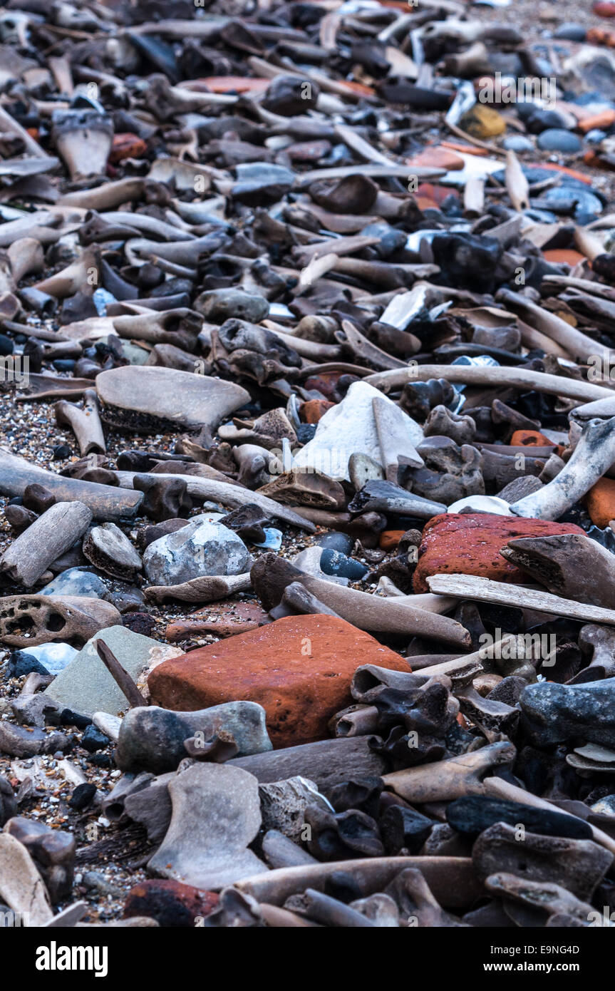 Found Bones High Resolution Stock Photography and Images - Alamy