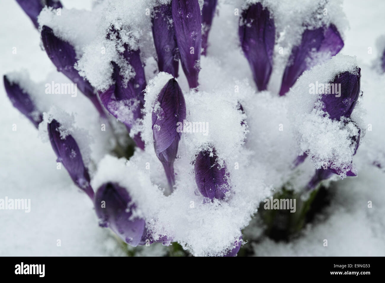 Spring crocus flowers get covered in snow from a late spring snow storm ...