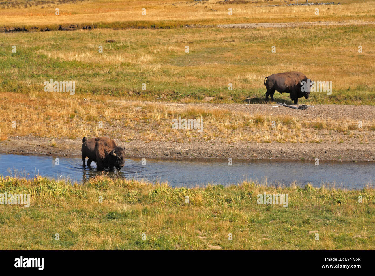 American bison drinking water hi-res stock photography and images - Alamy