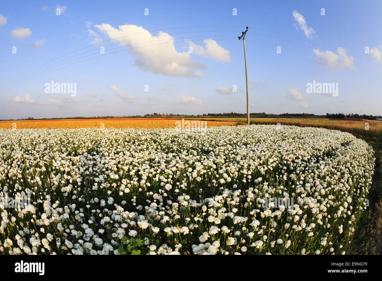The spring morning Stock Photo - Alamy
