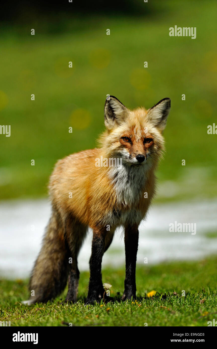 Carnivorous behaviour hi-res stock photography and images - Alamy