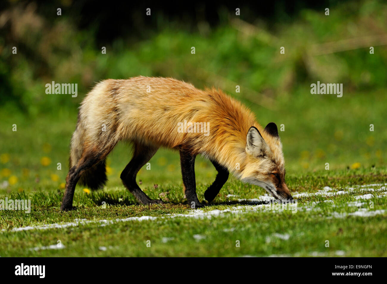 Red fox (Vulpes vulpes) on rural lawn in spring, Wanup, Ontario, Canada ...