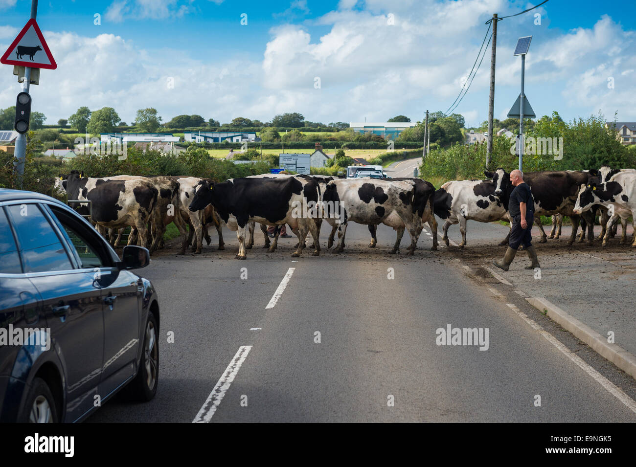 Welsh Cows High Resolution Stock Photography and Images - Alamy