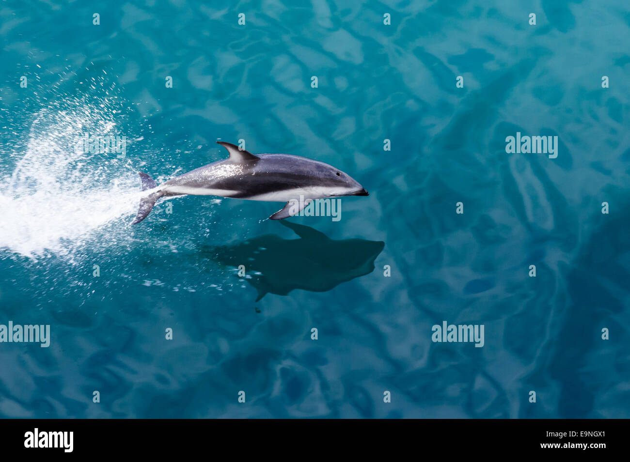 Dolphin jumping from water Stock Photo - Alamy