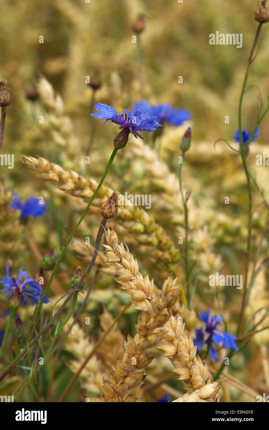 Sommer country landscape hi-res stock photography and images - Alamy