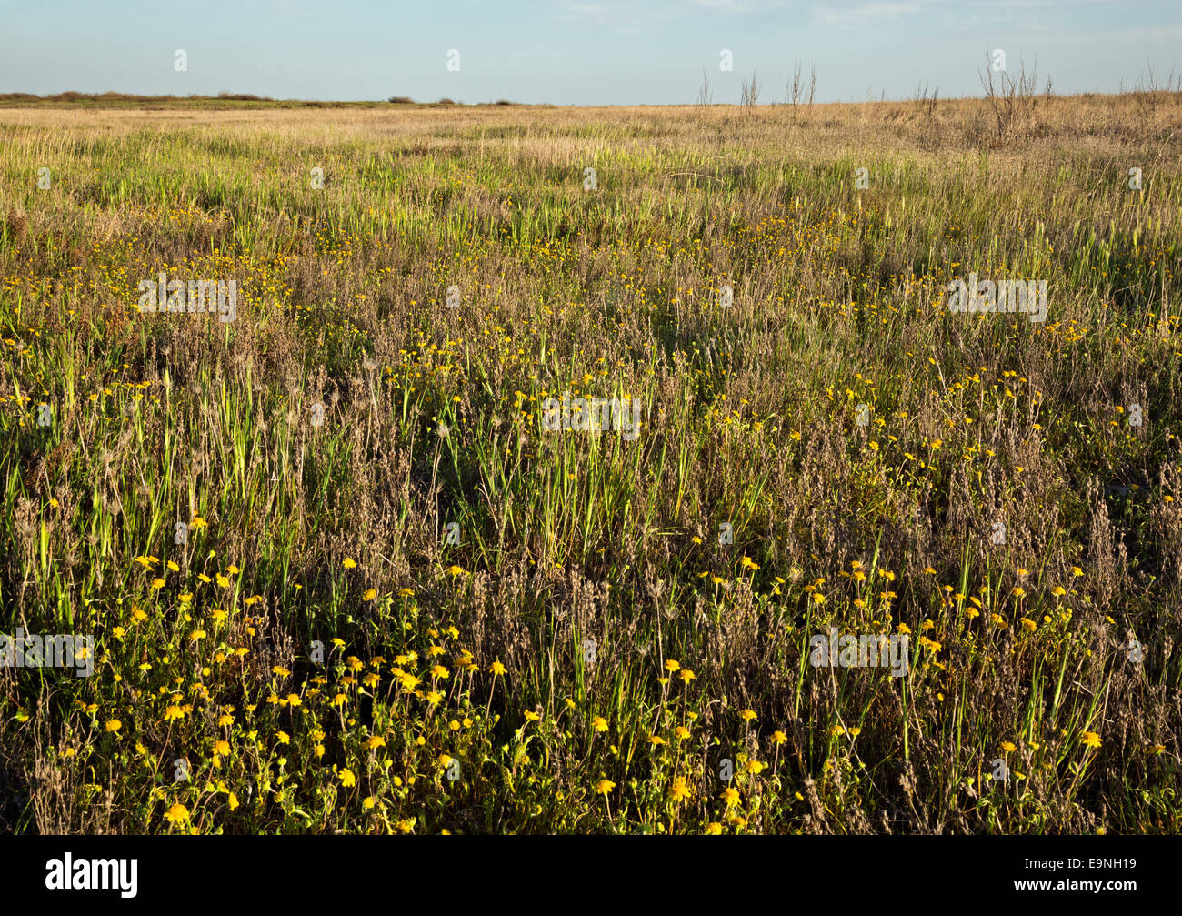 CALIFORNIA - Prairie in the Great Valley Grasslands State Park located ...