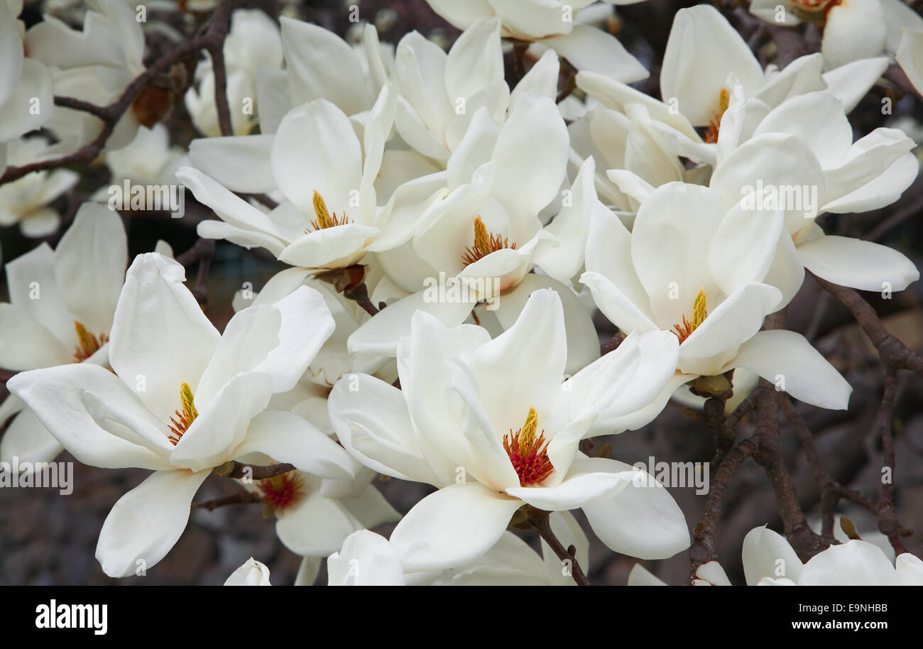 Japanese magnolia petals hi-res stock photography and images - Alamy