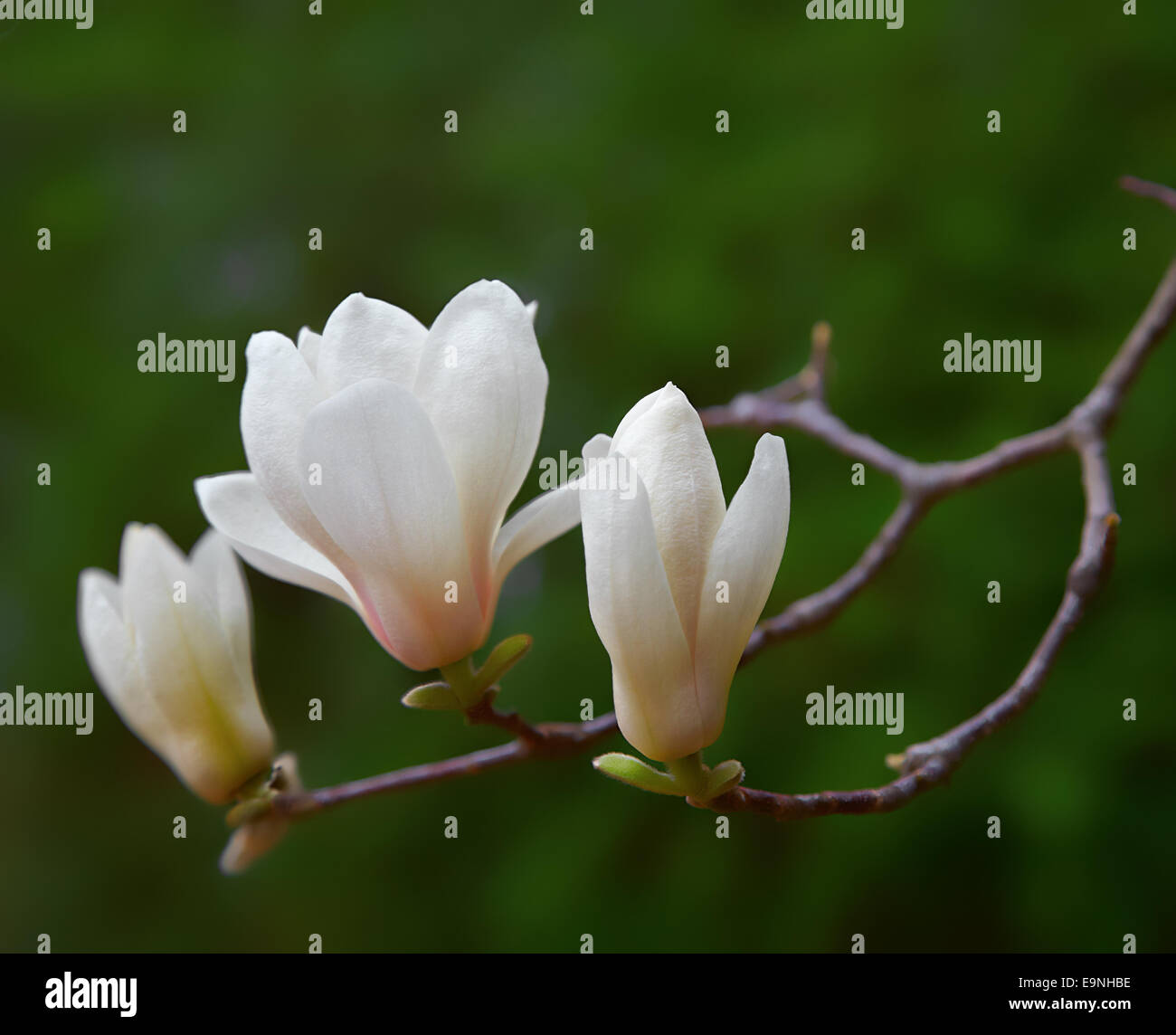 Japanese magnolia flowers hi-res stock photography and images - Alamy