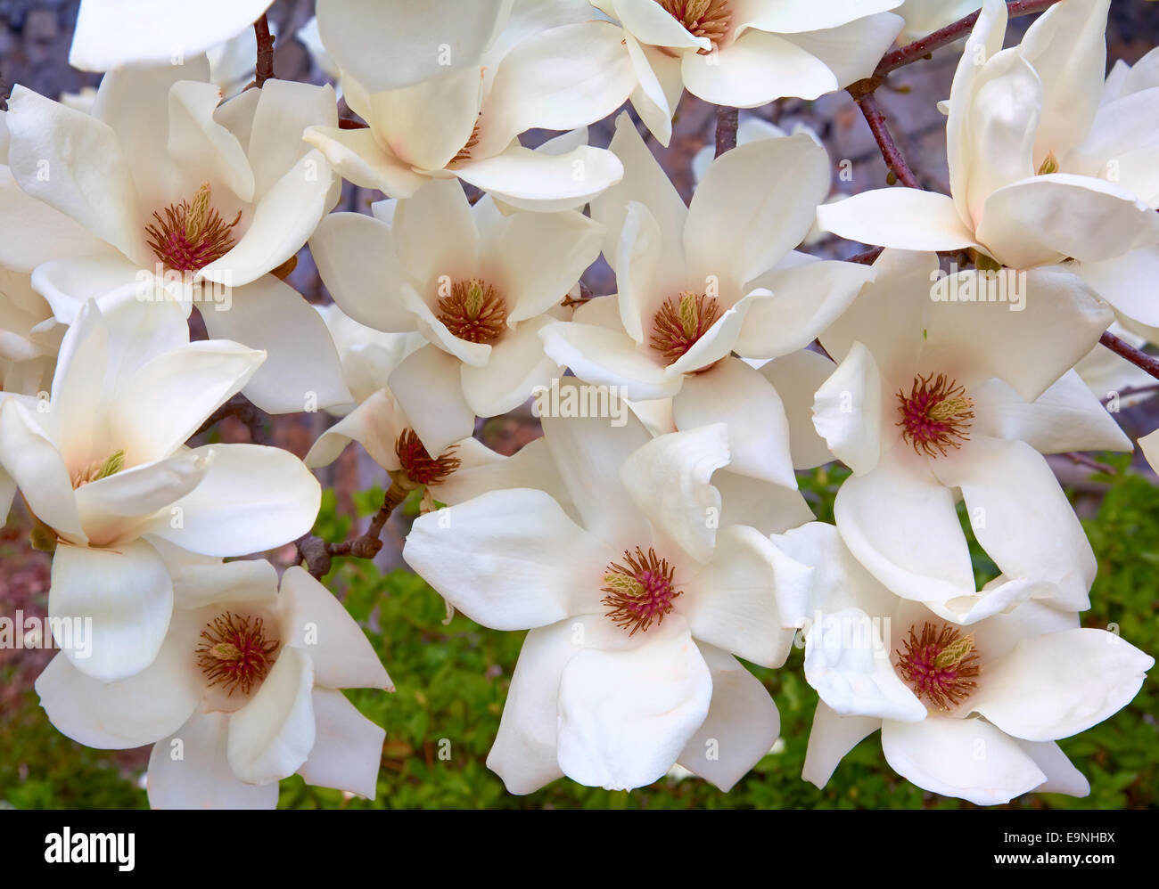 Japanese magnolia flowers hi-res stock photography and images - Alamy