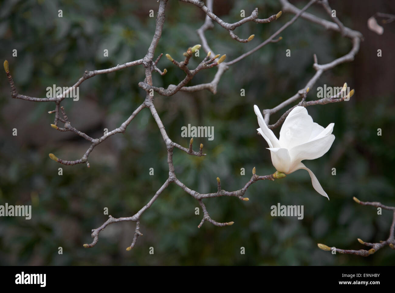 Japanese magnolia flowers hi-res stock photography and images - Alamy