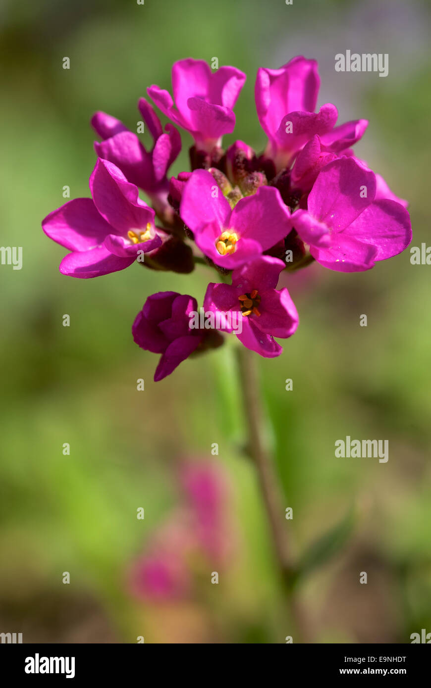 Springfeeling hi-res stock photography and images - Alamy