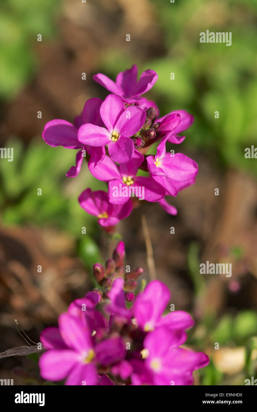 Springfeeling hi-res stock photography and images - Alamy