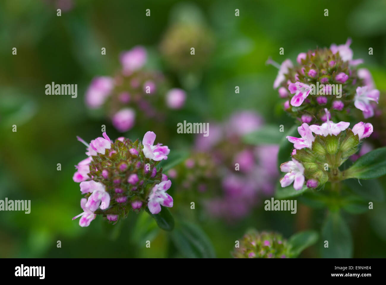 Springfeeling hi-res stock photography and images - Alamy