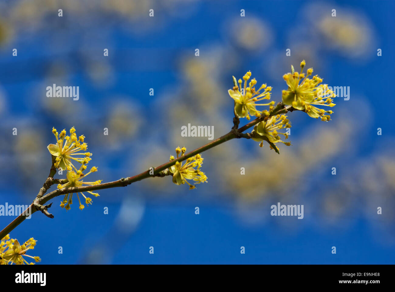 Springfeeling hi-res stock photography and images - Alamy