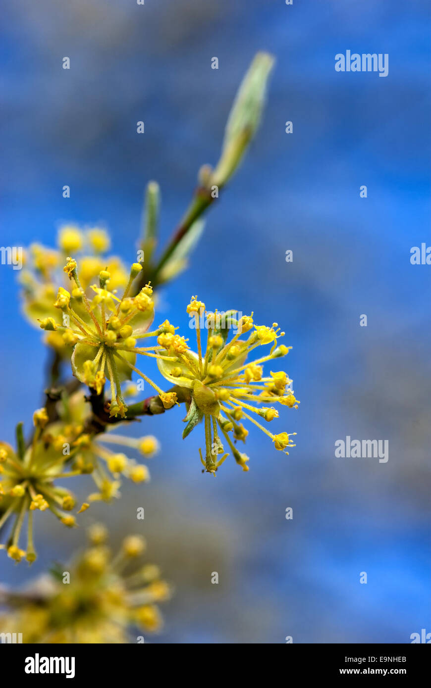 Springfeeling hi-res stock photography and images - Alamy