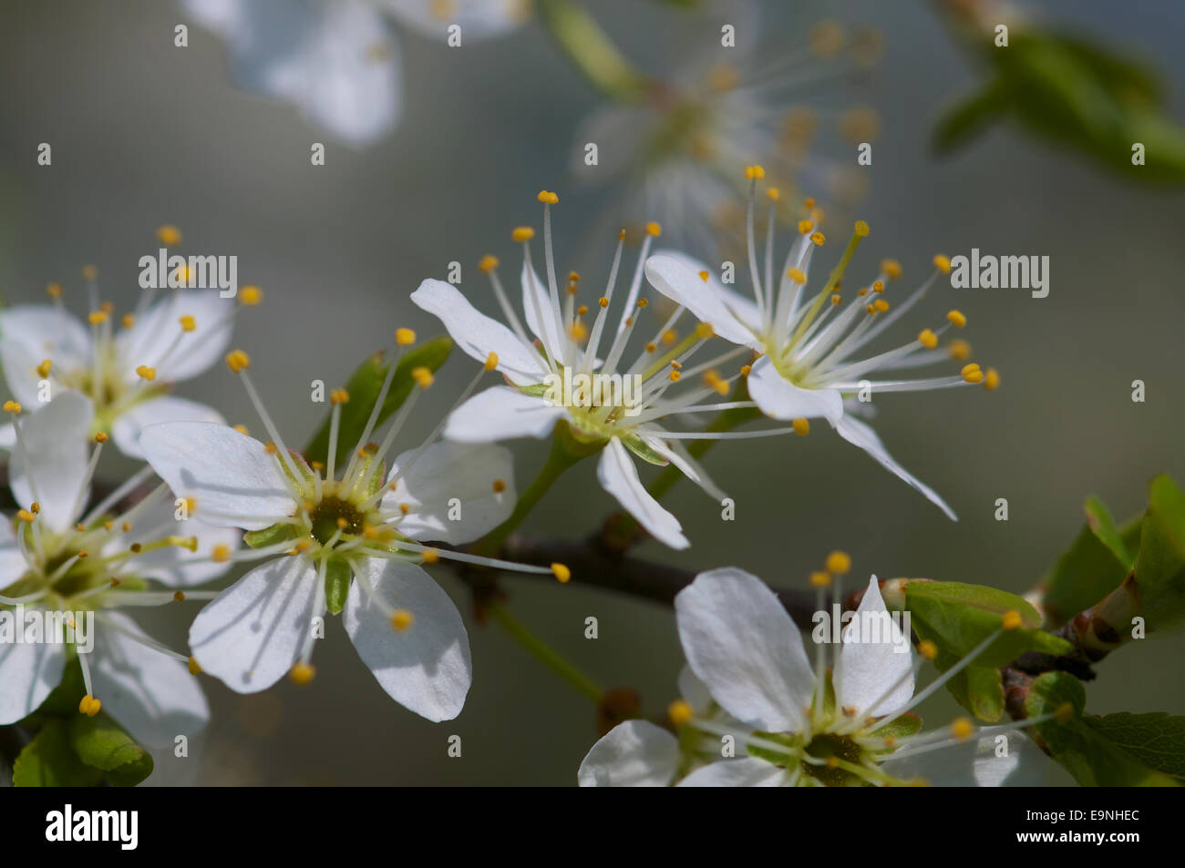 Springfeeling hi-res stock photography and images - Alamy