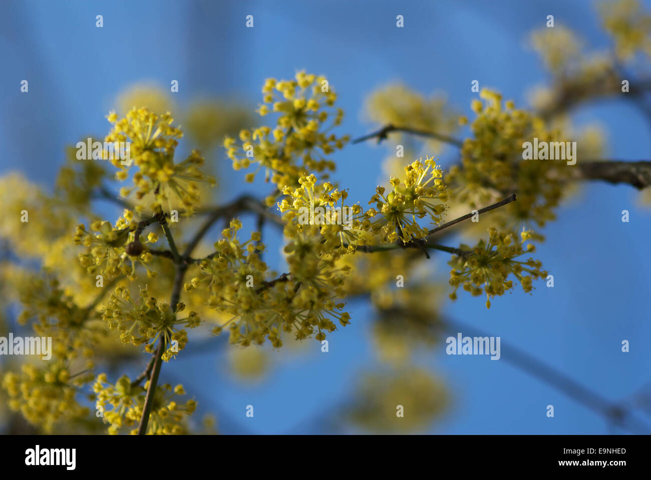 Springfeeling hi-res stock photography and images - Alamy