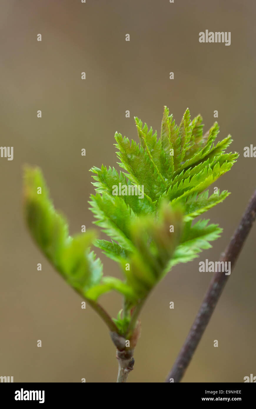 Springfeeling hi-res stock photography and images - Alamy