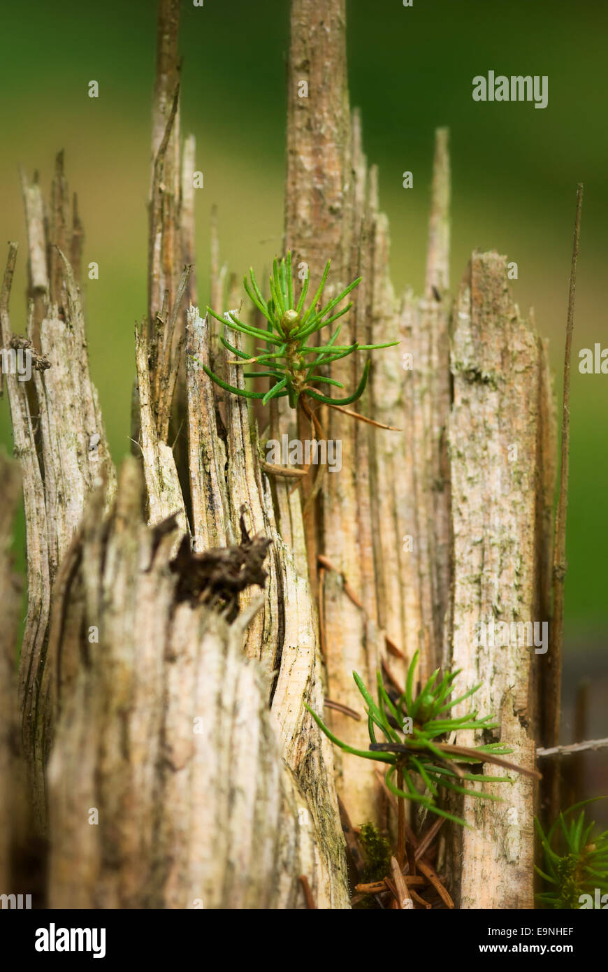 Spring feeling nature Stock Photo - Alamy