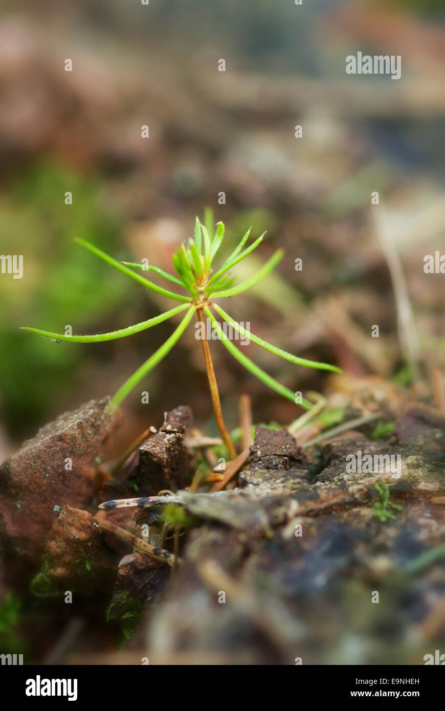 Springfeeling hi-res stock photography and images - Alamy