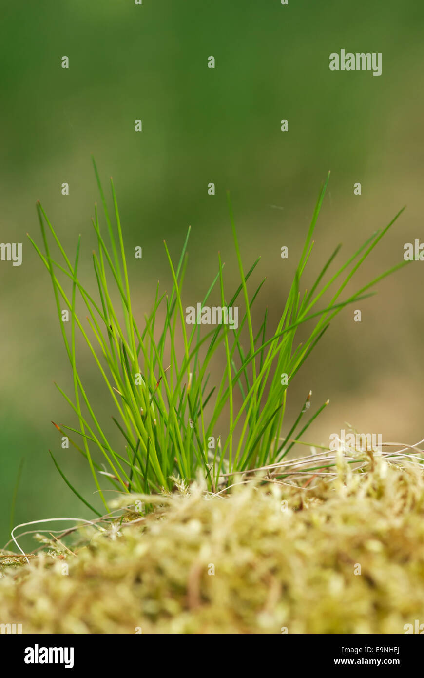 Springfeeling hi-res stock photography and images - Alamy